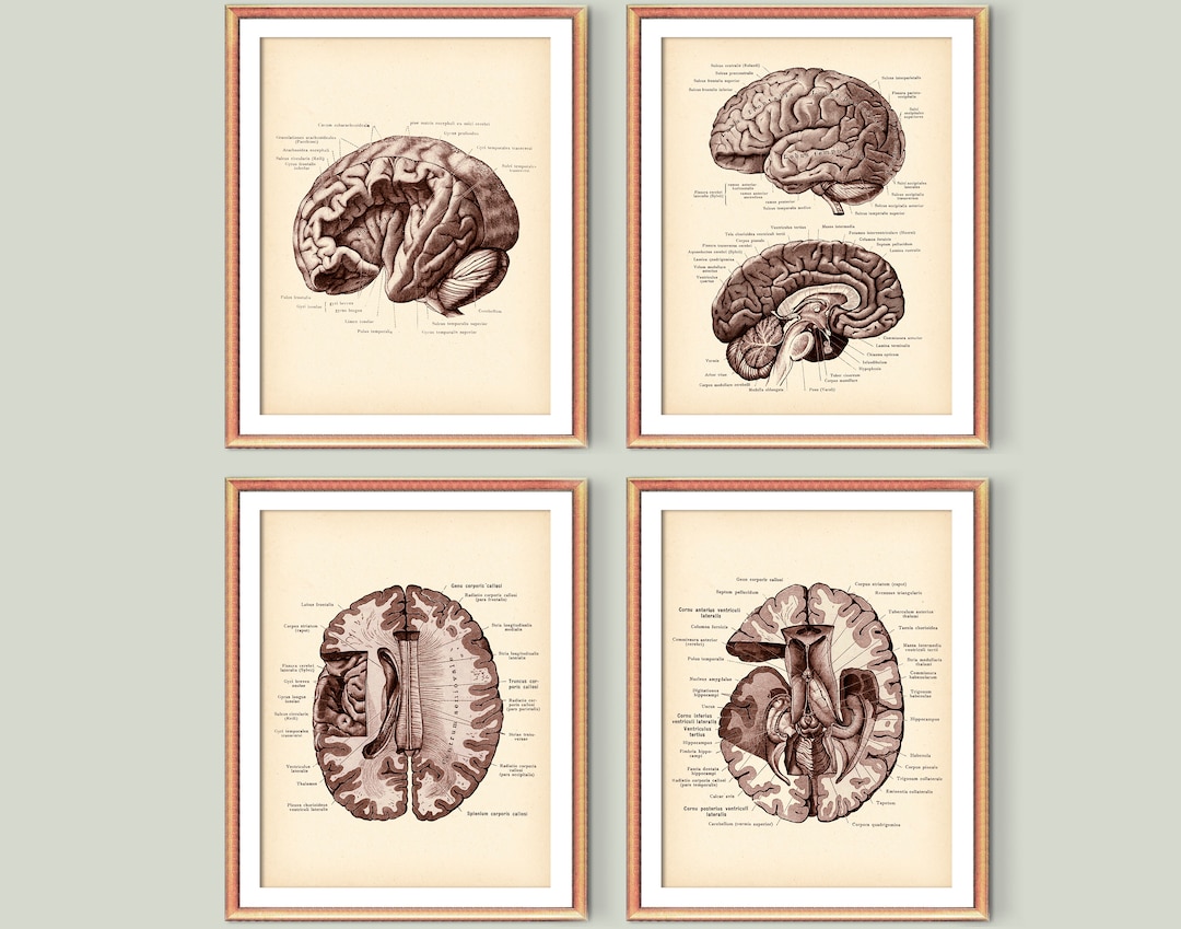 4 Anatomical Brain Posters Vintage Anatomy Art Neurology Art - Etsy