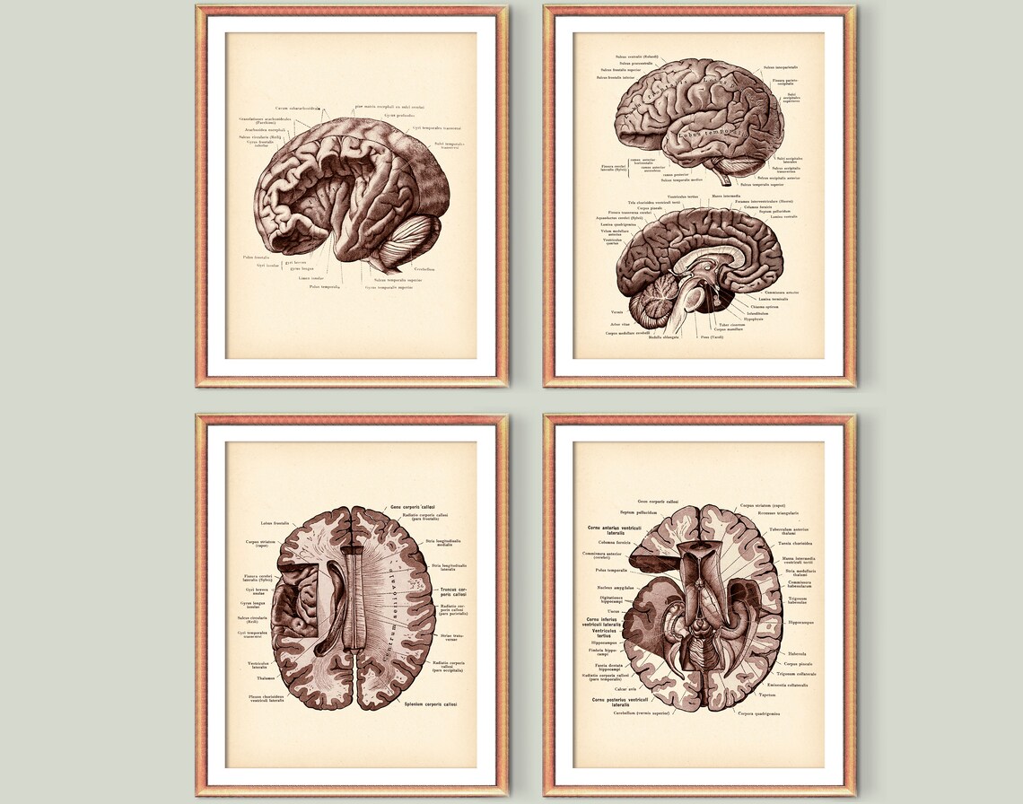 4 Anatomical Brain Posters Vintage Anatomy Art Neurology Art - Etsy
