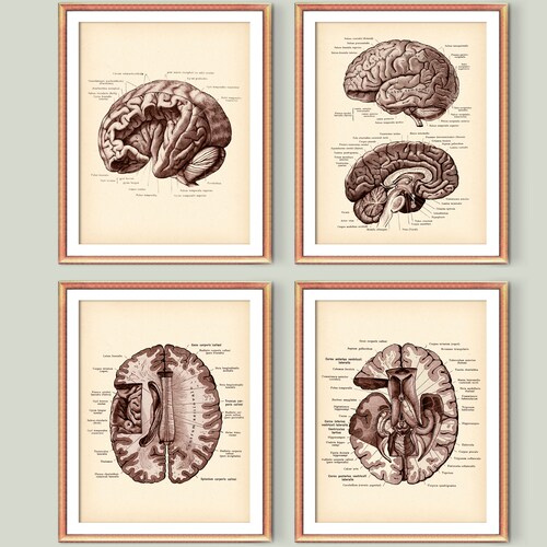 12 Anatomical Brain Posters Neurology Art Medical Decor Human - Etsy