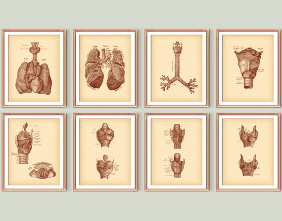 Human Respiratory System Poster Set 8 Vintage Anatomy Art | Etsy