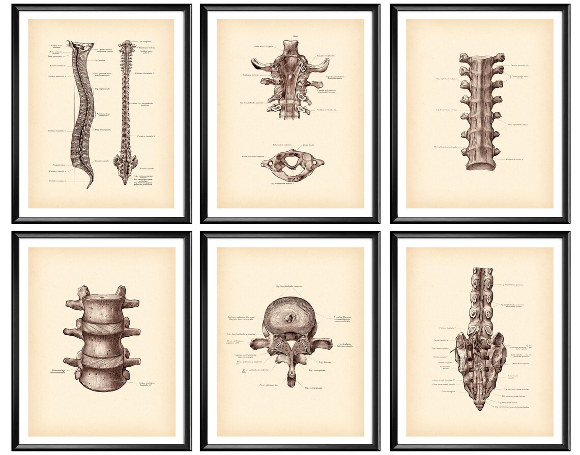 Spinal Anatomy Print Vertebral Column Vertebral Structure | Etsy