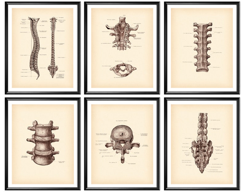Spinal Anatomy Print Vertebral Column Vertebral Structure | Etsy