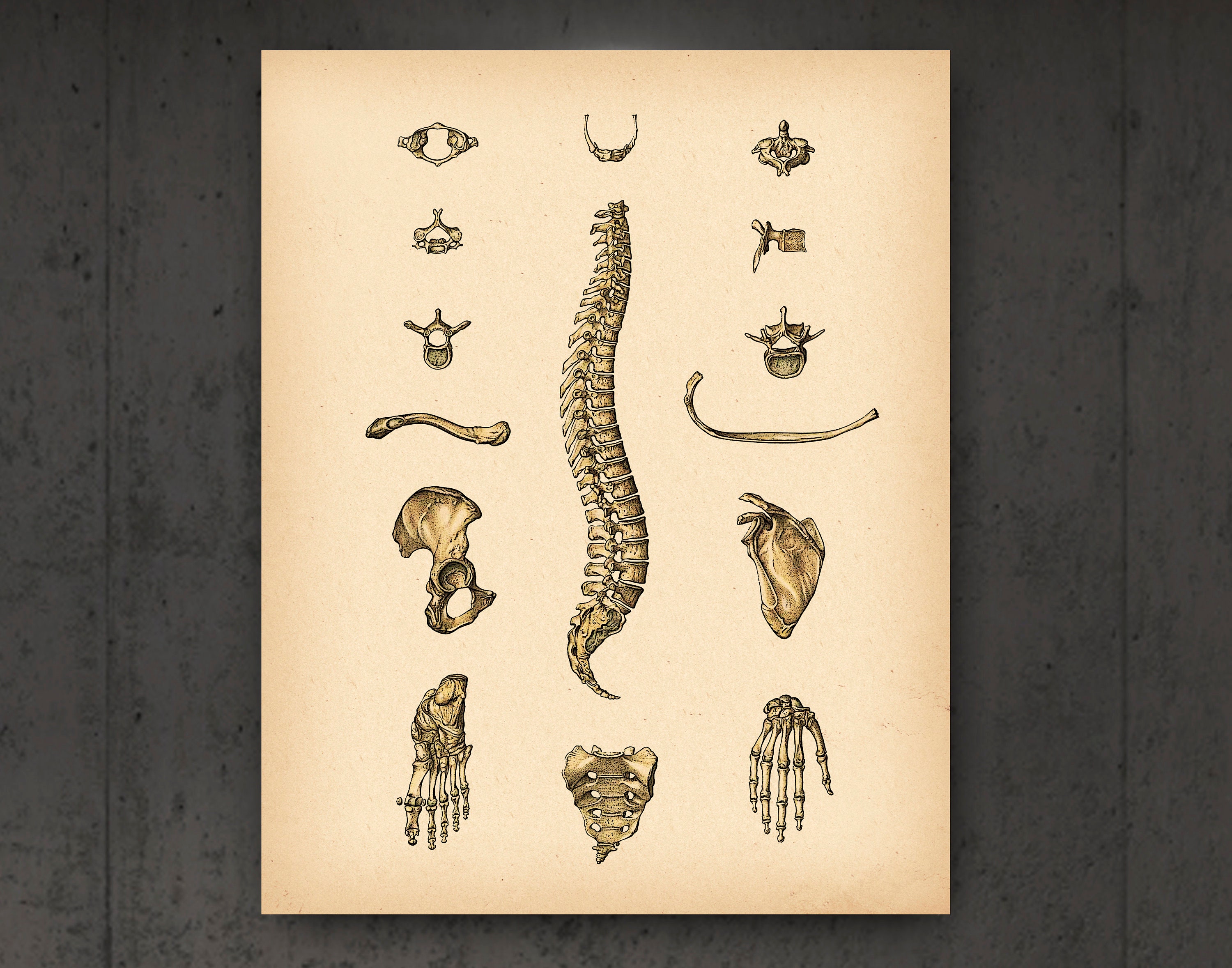 Anatomy Art Set of 12 Vintage Anatomy Poster Anatomical Decor - Etsy