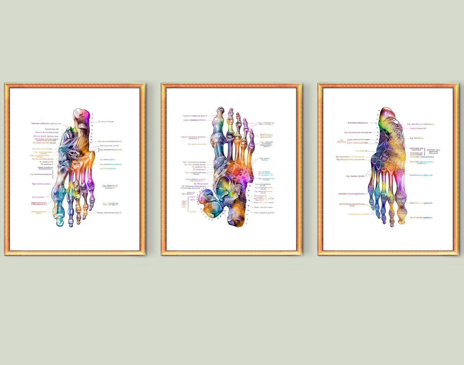 Orthopedic Anatomy Poster Foot Bones Prints Skeletal Bones - Etsy