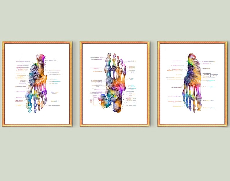 Orthopedic Anatomy Poster Foot Bones Prints Skeletal Bones - Etsy