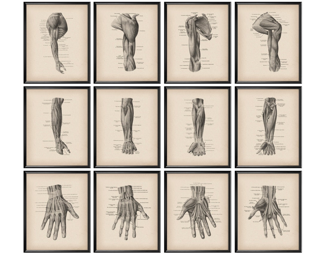 12 Vintage Hand Muscles Posters Anatomy Art Medical Art Massage ...
