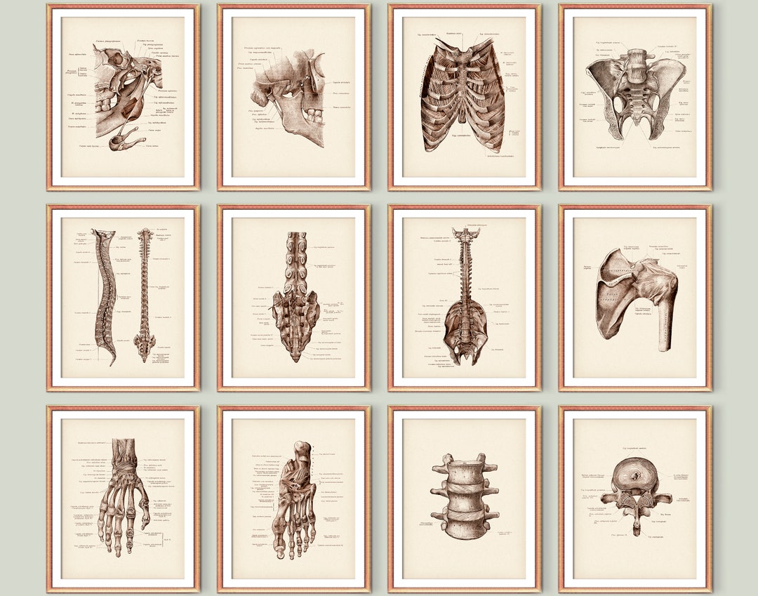 Human Skeleton Anatomy Poster Set of 12 Vintage Medical Art Joint ...
