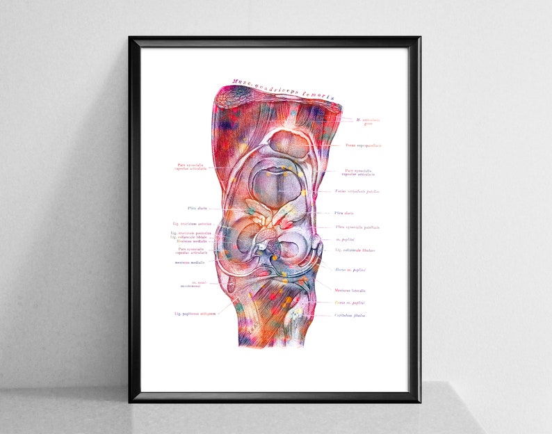 8 Anatomical Knee Posters Knee Joint Anatomy Art Foot Tendons - Etsy