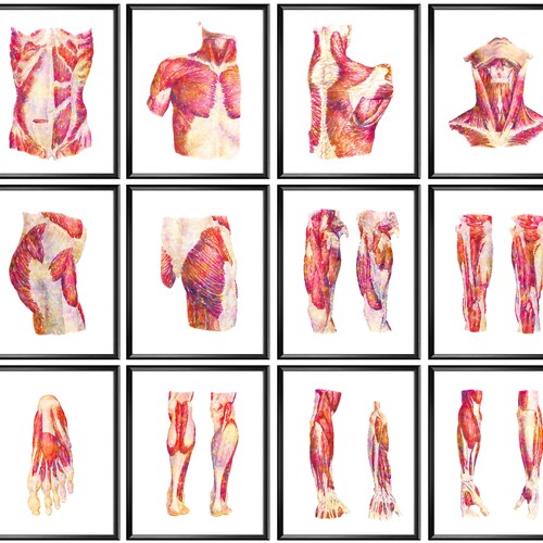 12 Muscular System Anatomy Posters Muscles Structure Print - Etsy UK