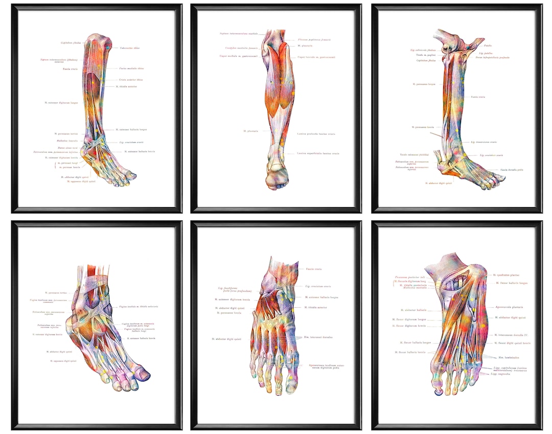 Set 6 Foot Anatomy Posters, Orthopedic Art, Medical Art, Podology Art ...