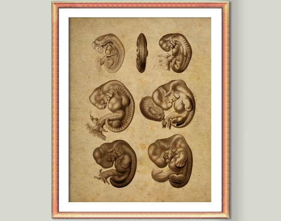 Embryo Development Vintage Poster Fetal Structure Print | Etsy