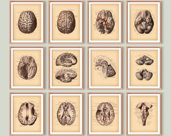 Neurology Vintage Art Anatomical Brain Poster Brain Anatomy | Etsy