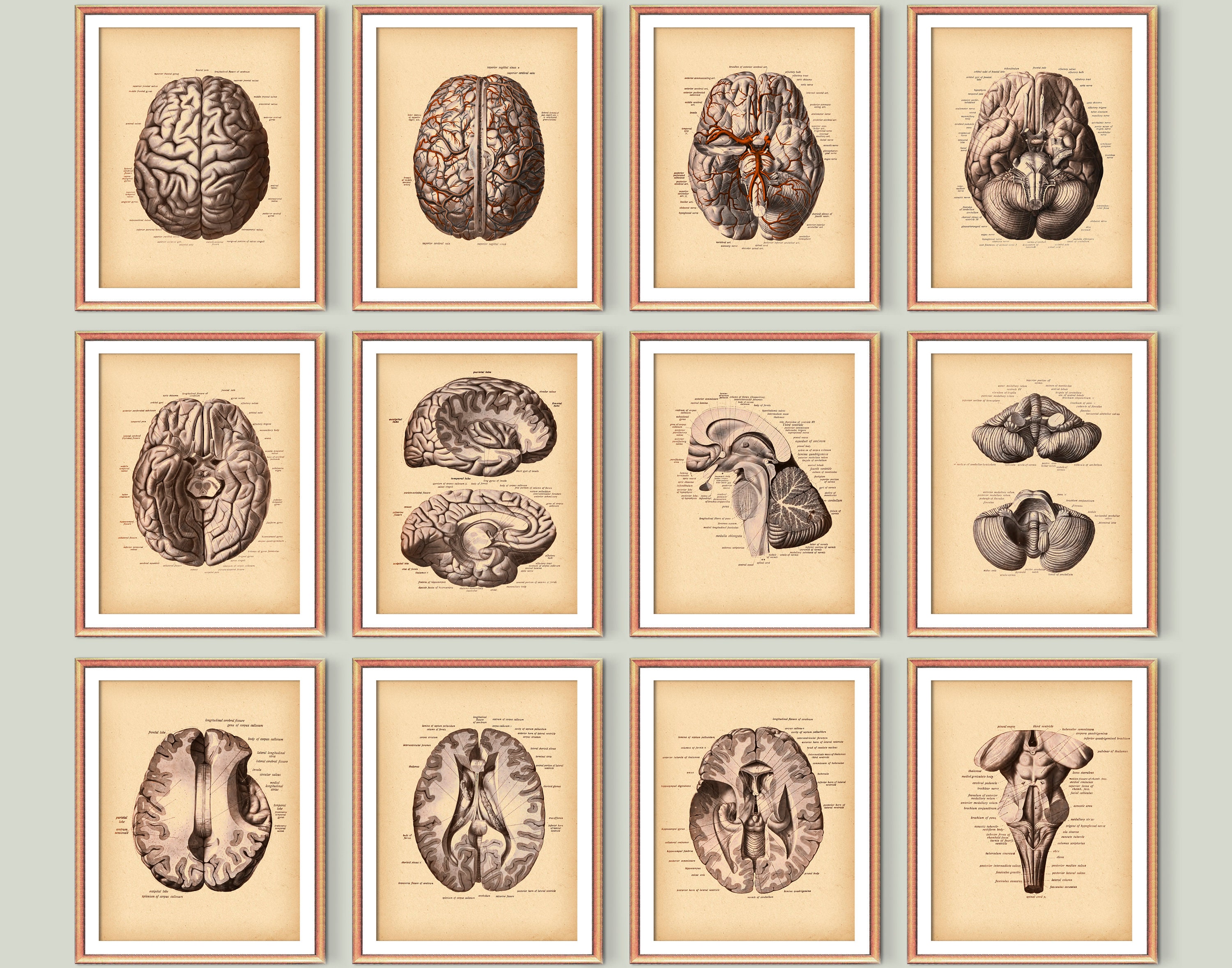 Anatomical Brain Poster Set 12 Neurology Art Human Brain | Etsy