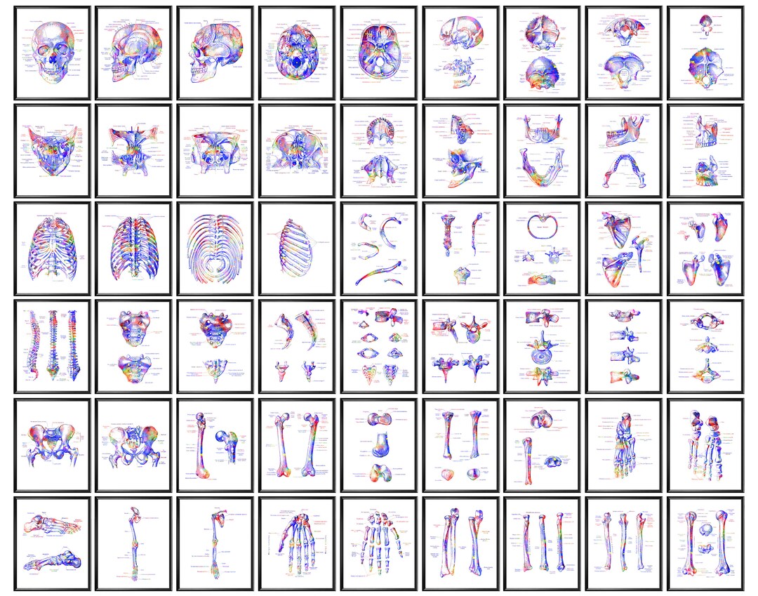 54 Skeleton Poster Set Anatomy Art Skeletal System Diagram Osteology ...