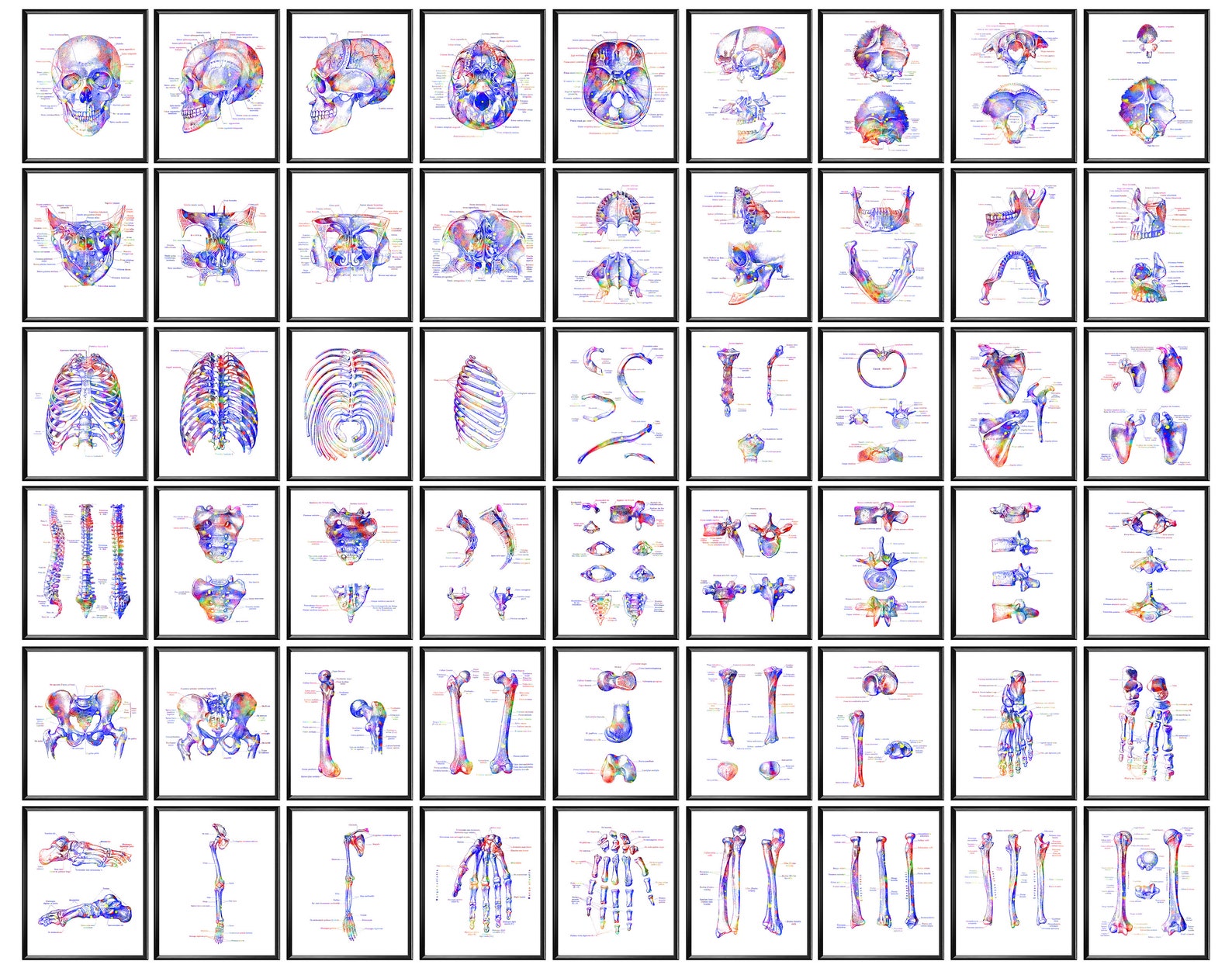 54 Skeleton Poster Set Anatomy Art Skeletal System Diagram - Etsy