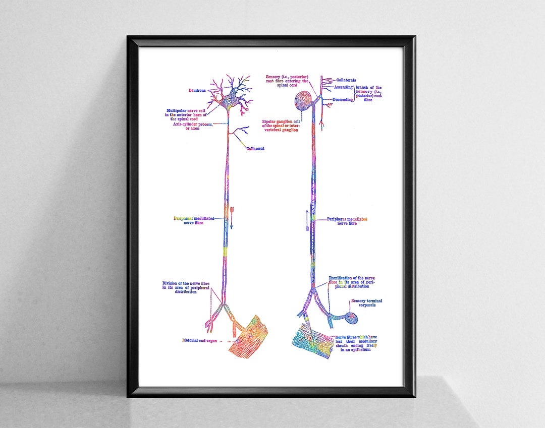 Neuron Poster Anatomy Art Medical Art Neurology Art Neuroscience Art ...