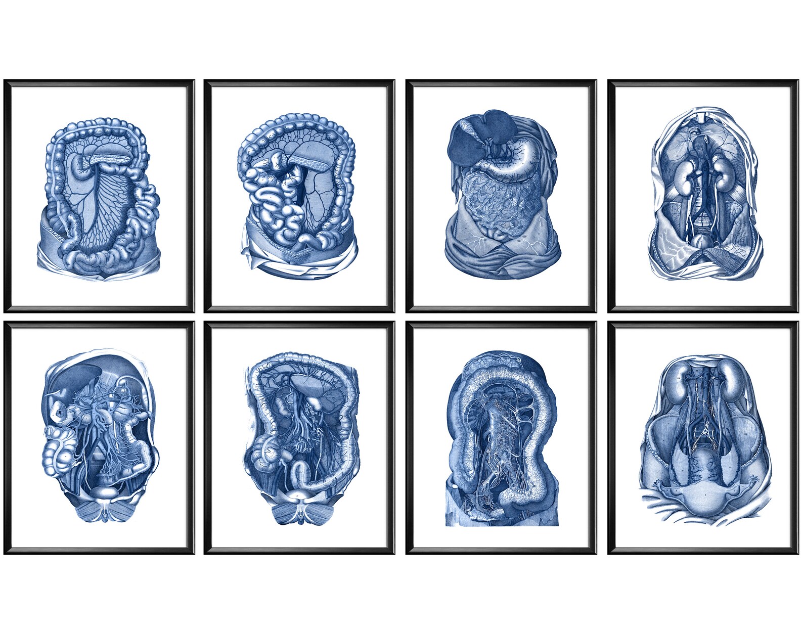 8 Abdominal Cavity Anatomy Posters, Abdominal Organs Art, Anatomy Art ...