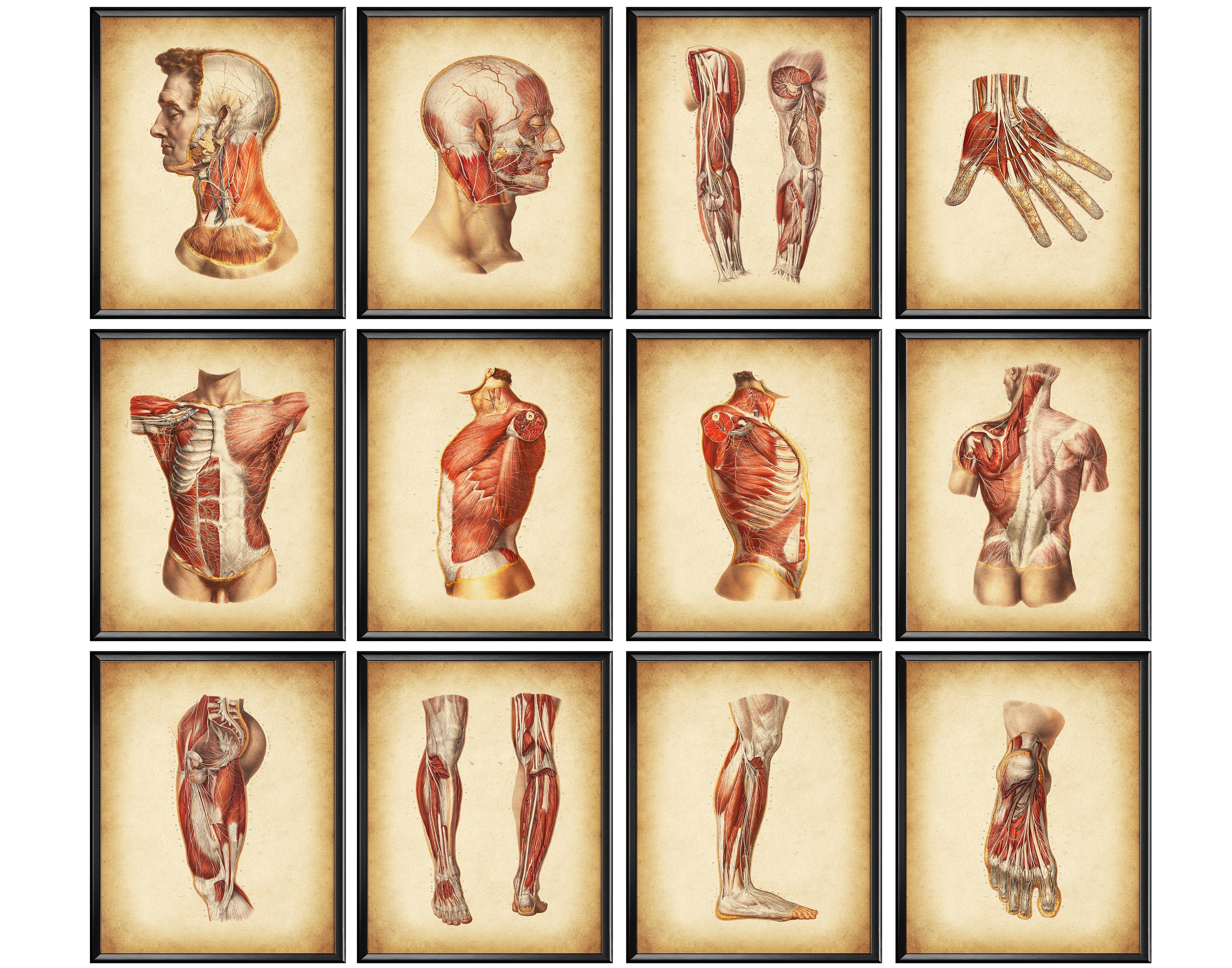 Vintage Anatomy Diagrams