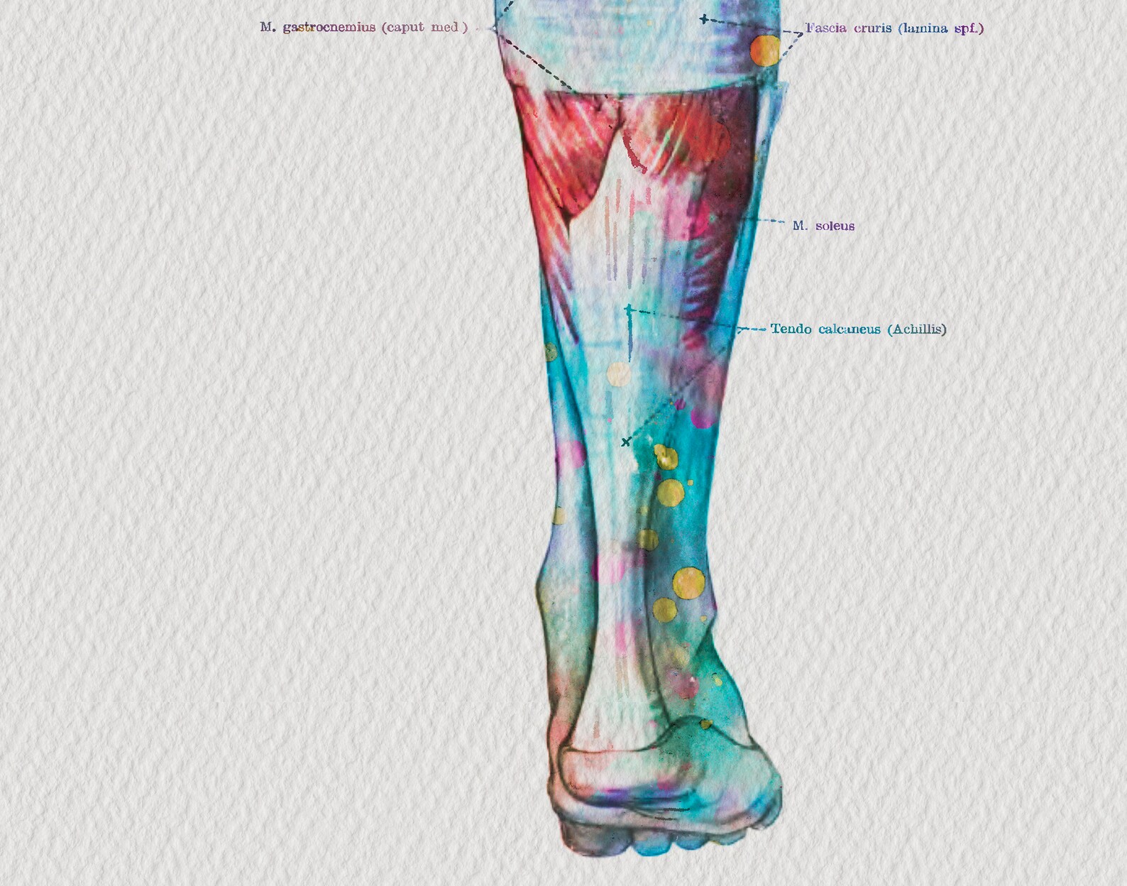 Human Body Muscles Diagram Labeled Muscular System Anatomy | Etsy