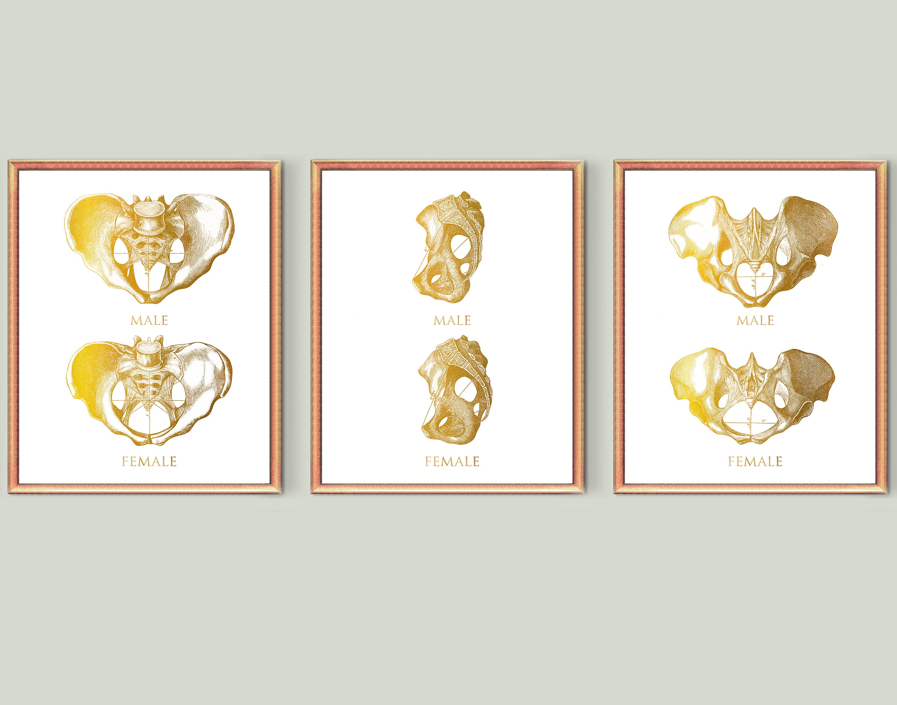 Male And Female Pelvis Differences
