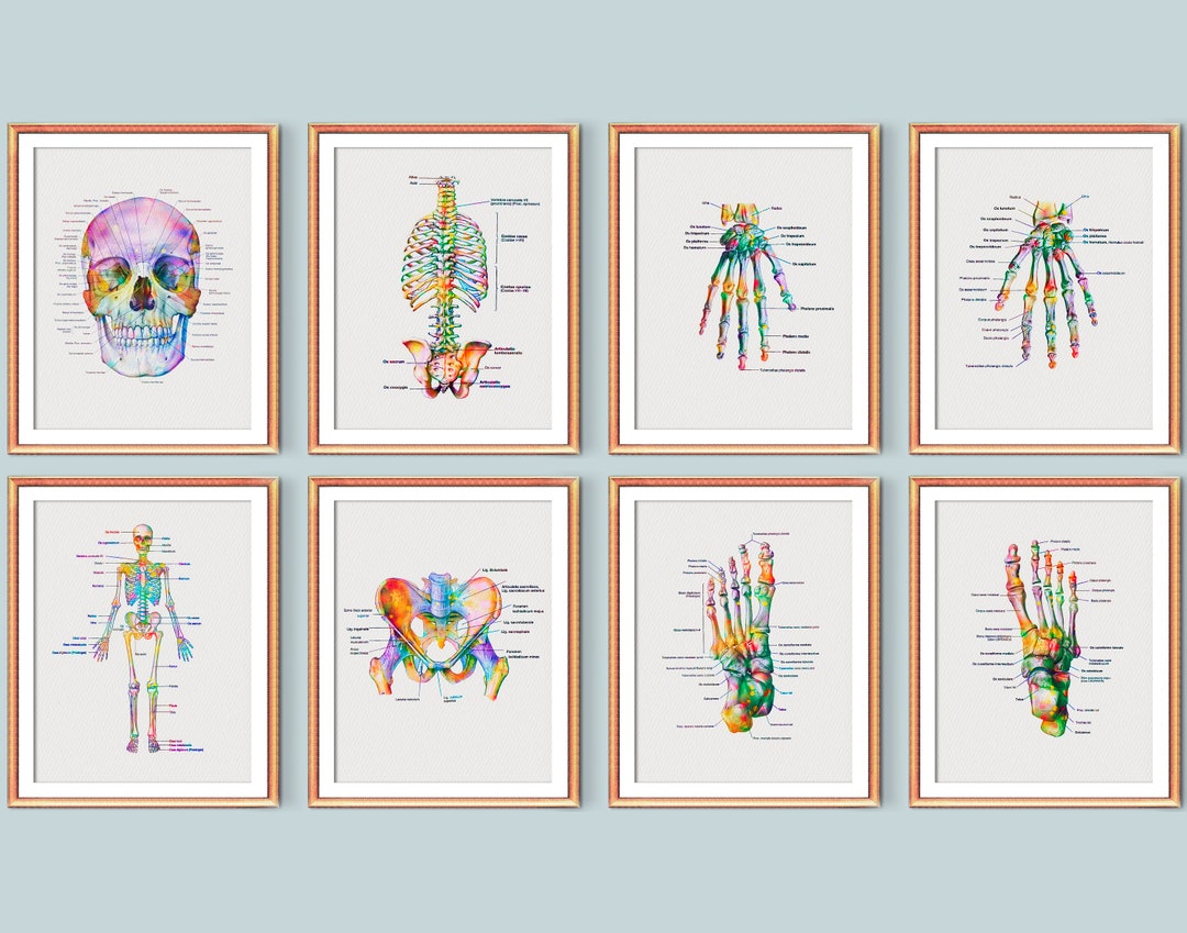 Skeletal Bones Anatomy Poster Set of 8 Chiropractic Art Medical Poster ...