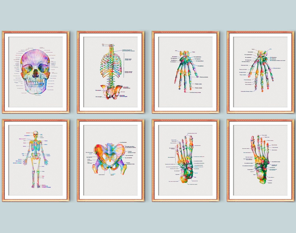 Skeletal Bones Anatomy Poster Set of 8 Chiropractic Art - Etsy