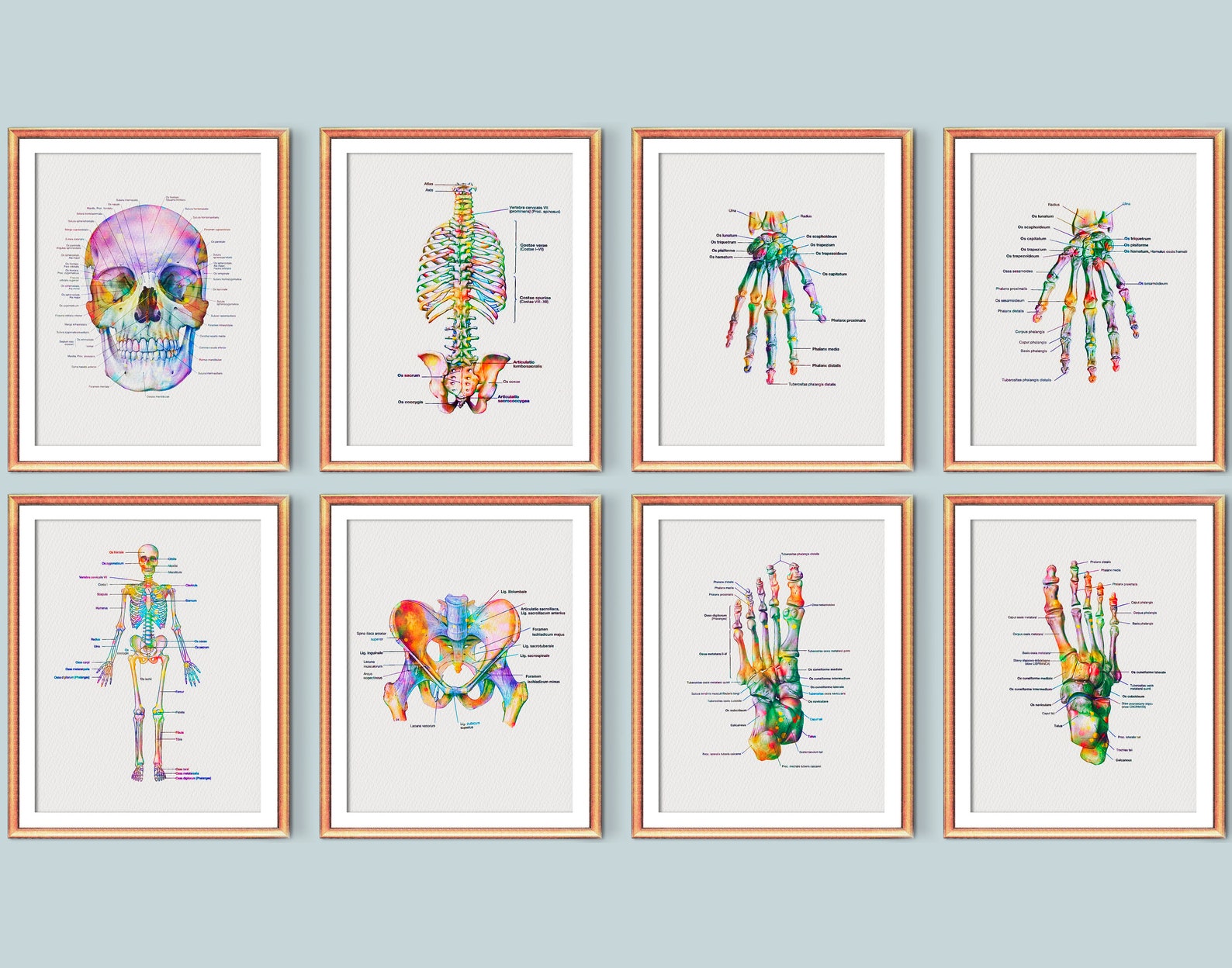 Skeletal Bones Anatomy Poster Set of 8 Chiropractic Art - Etsy