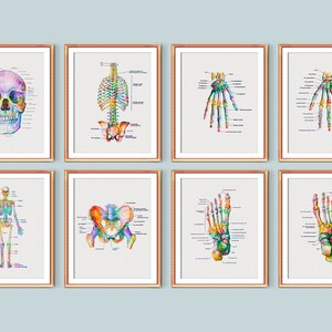Skeletal Bones Anatomy Poster Set of 8 Chiropractic Art | Etsy