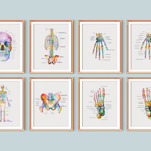 Anatomical Art Human Anatomy Poster Gift for Doctor Medical - Etsy