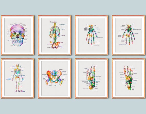Skeletal Bones Anatomy Poster Set of 8 Chiropractic Art | Etsy Australia