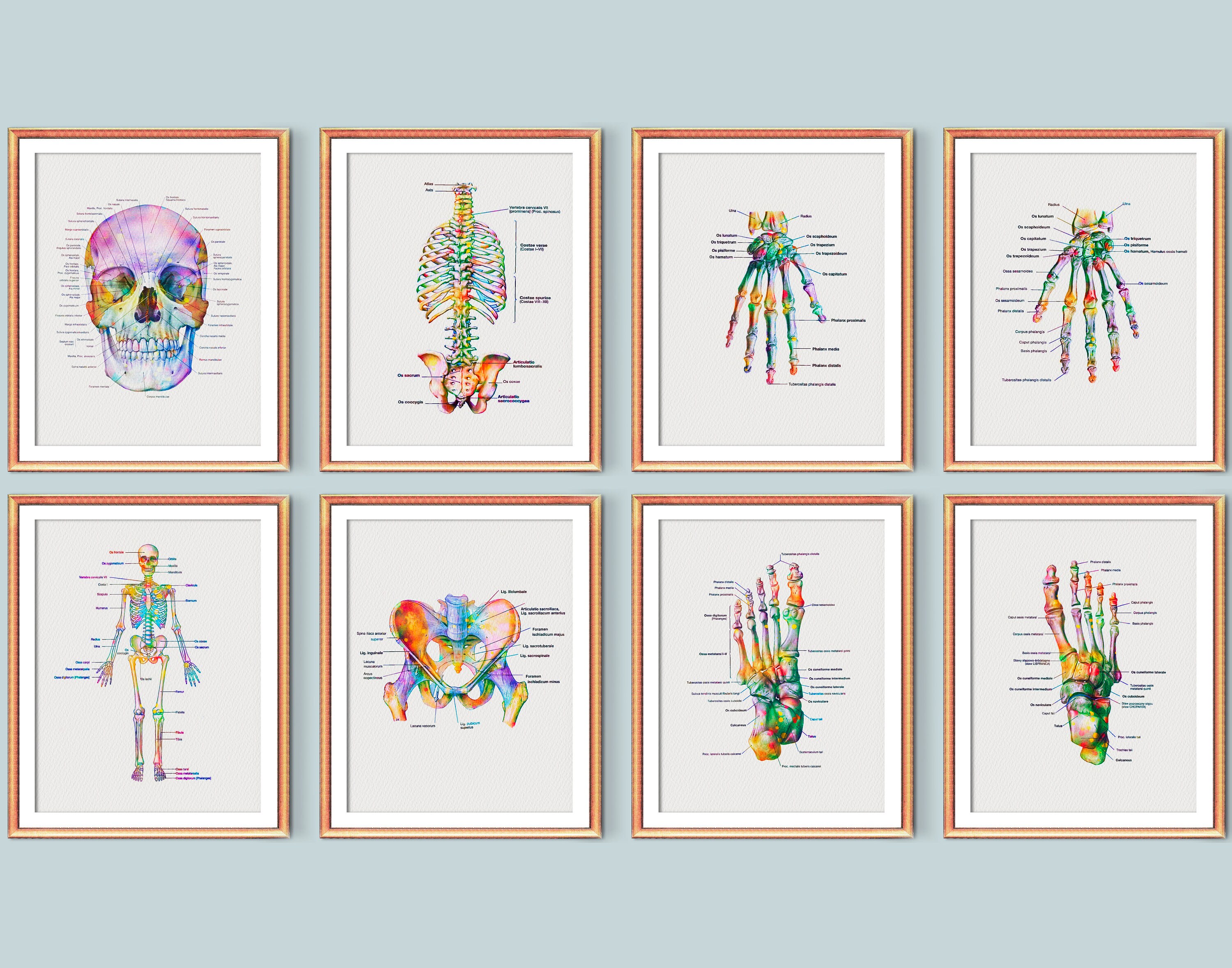 Skeletal Bones Anatomy Poster Set of 8 Chiropractic Art - Etsy