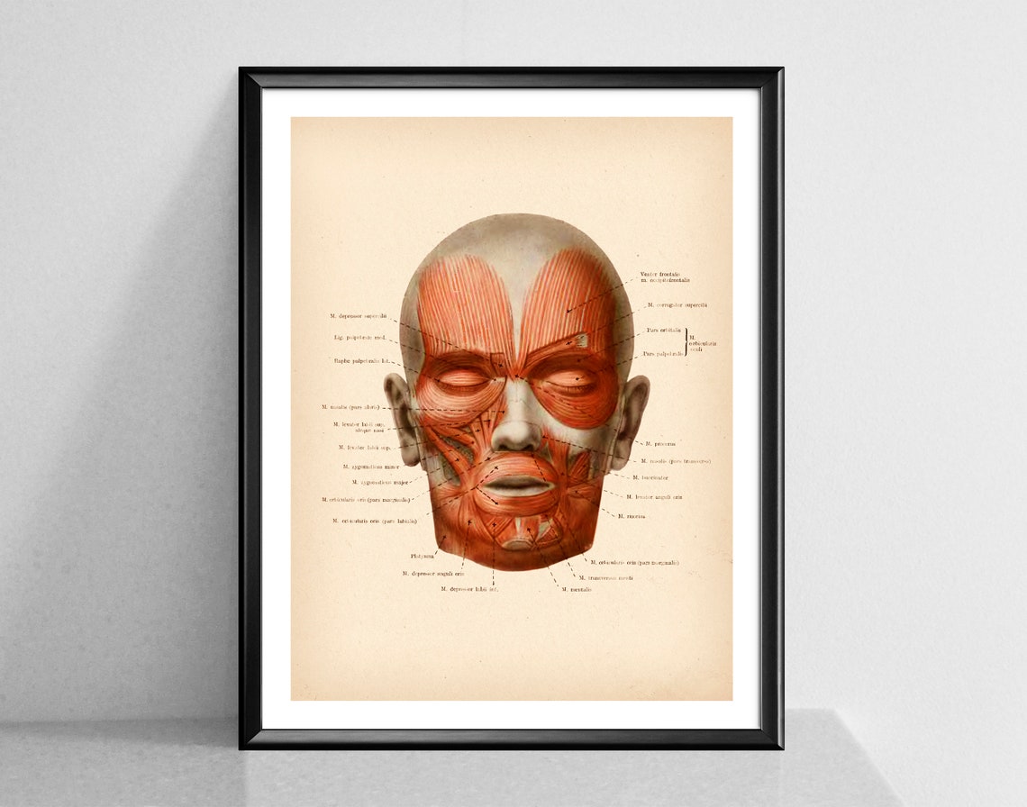 Muscular System Anatomy and Physiology Posters Vintage Anatomy of Face ...