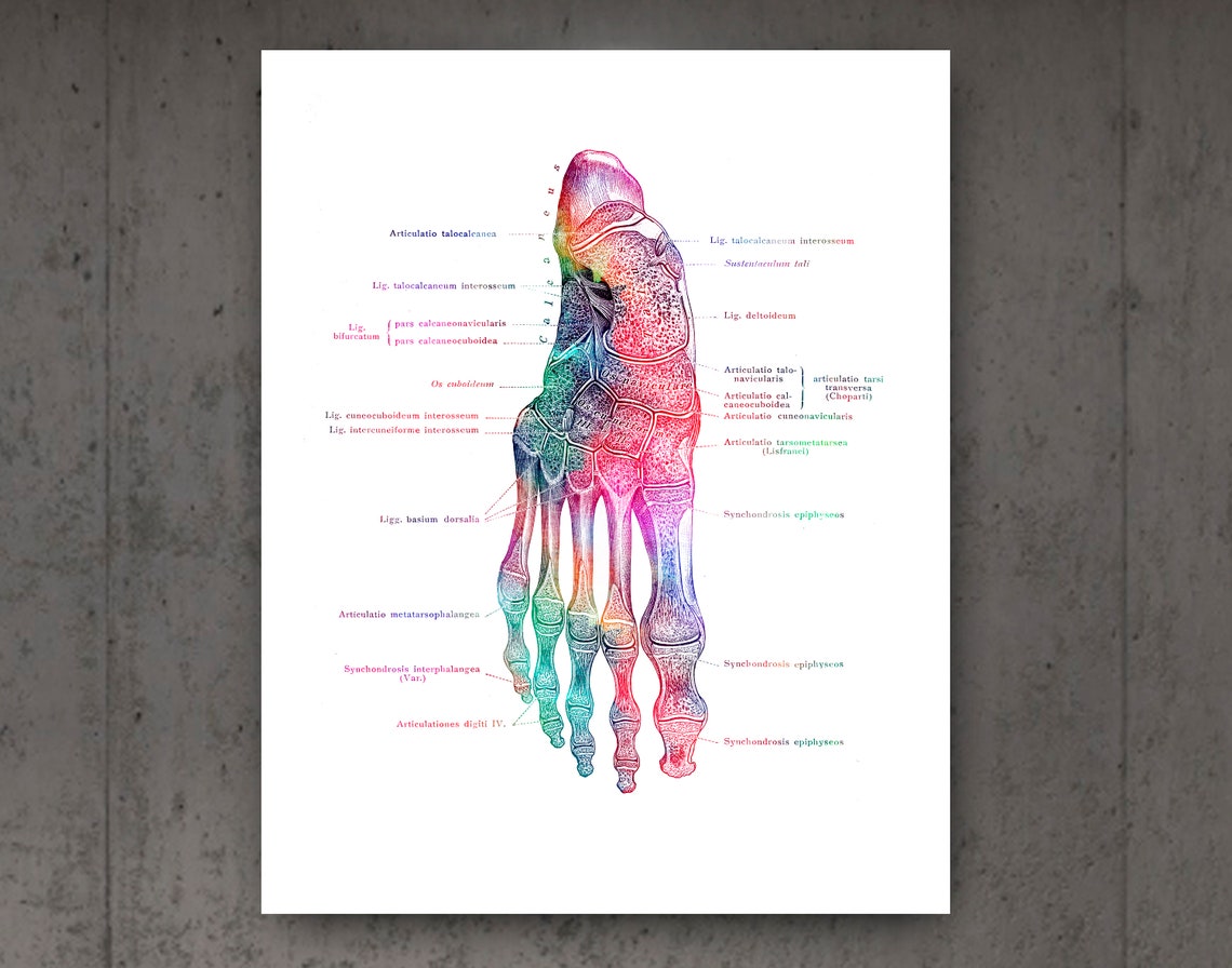 Foot Bones Anatomy Print Set of 6 Podiatry Art Medical Poster - Etsy