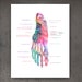 Foot Bones Anatomy Print Set of 6 Podiatry Art Medical Poster ...