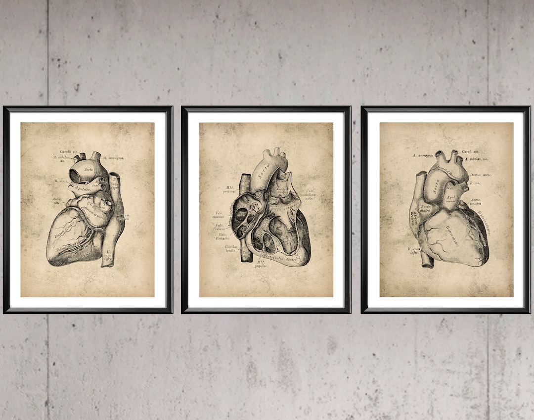 Vintage Heart Anatomy Poster Cardiology Art Medical Art Clinic Decor ...