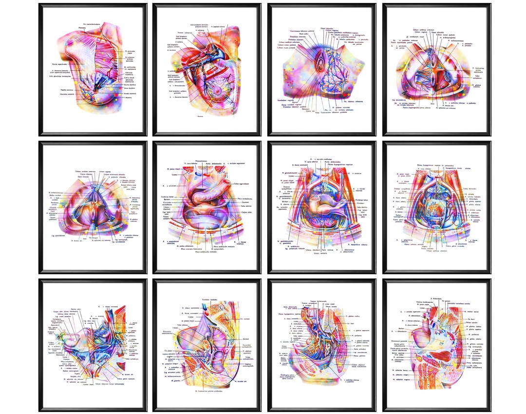 12 Watercolor Female Anatomy Posters Female Pelvic Organs Art - Etsy