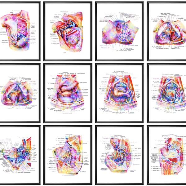 Female Anatomy Etsy