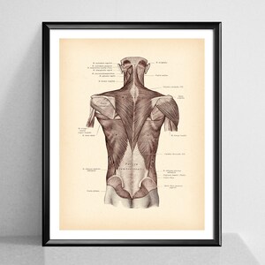 8 Muscular System Anatomy Posters, Human Anatomy Art, Medical Artwork ...