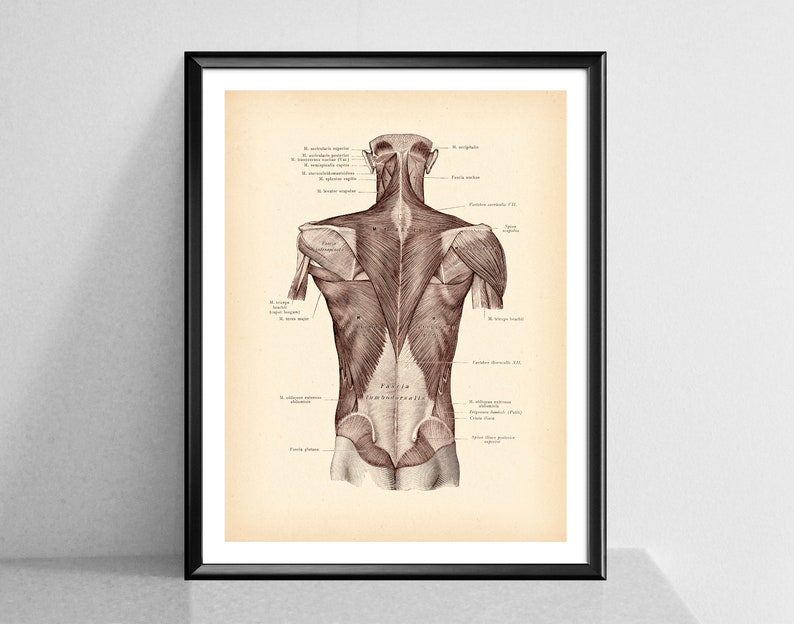 8 Muscular System Anatomy Posters Human Anatomy Art Medical | Etsy