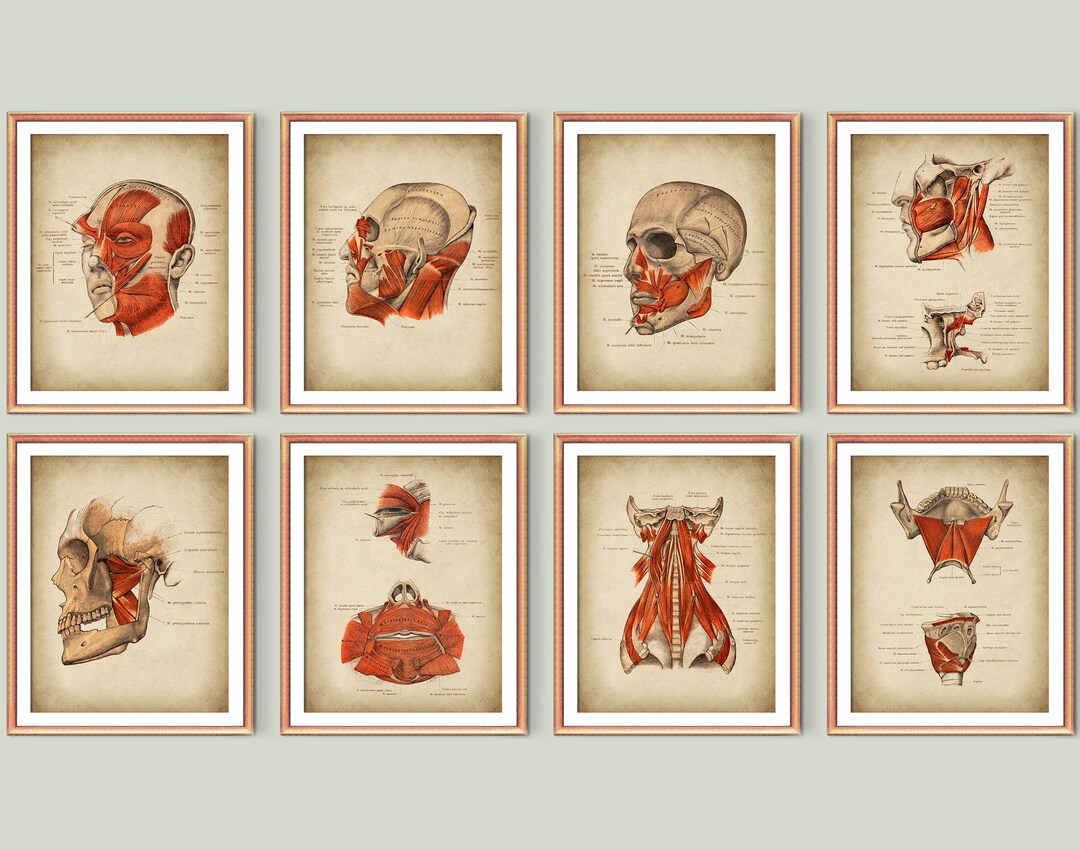 Human Facial Muscles Art Set 8 Vintage Anatomy Poster Muscles of Face ...