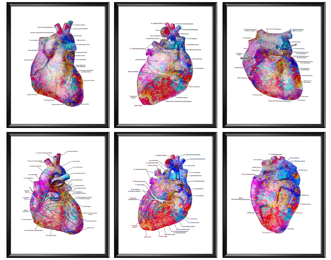 6 Colorful Heart Anatomy Posters, Anatomy Art, Physiology Art, Medical ...