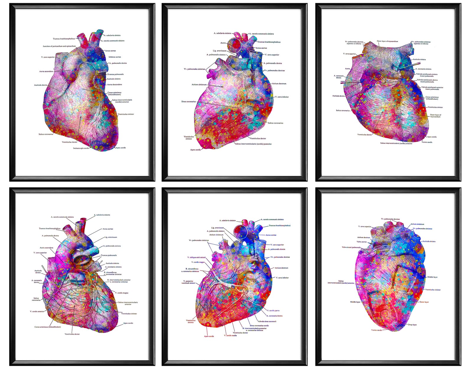 6 Colorful Heart Anatomy Posters Anatomy Art Physiology Art - Etsy