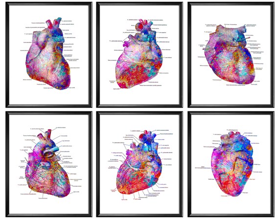 6 Colorful Heart Anatomy Posters Anatomy Art Physiology Art - Etsy