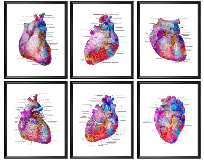 6 Colorful Heart Anatomy Posters Anatomy Art Physiology Art - Etsy