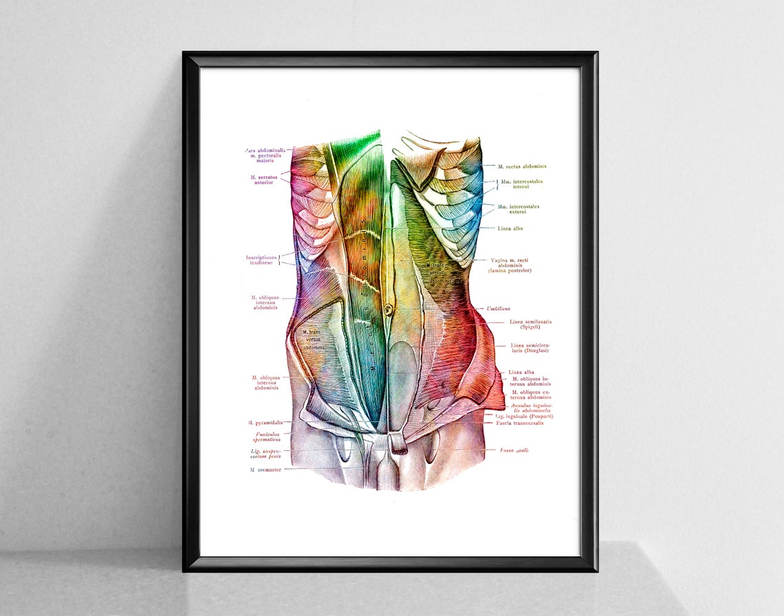 Human Muscular System Art, Watercolor Torso Art, Muscles and Ligaments ...