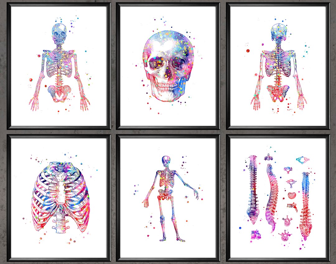 Skeleton Anatomy Poster Set of 6 Medical Art Watercolor Skull Thorax ...