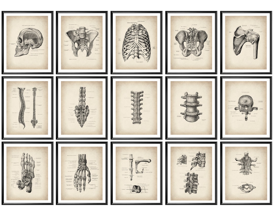 15 Skeleton Anatomy Posters Vintage Osteology Art Human Physiology Art ...
