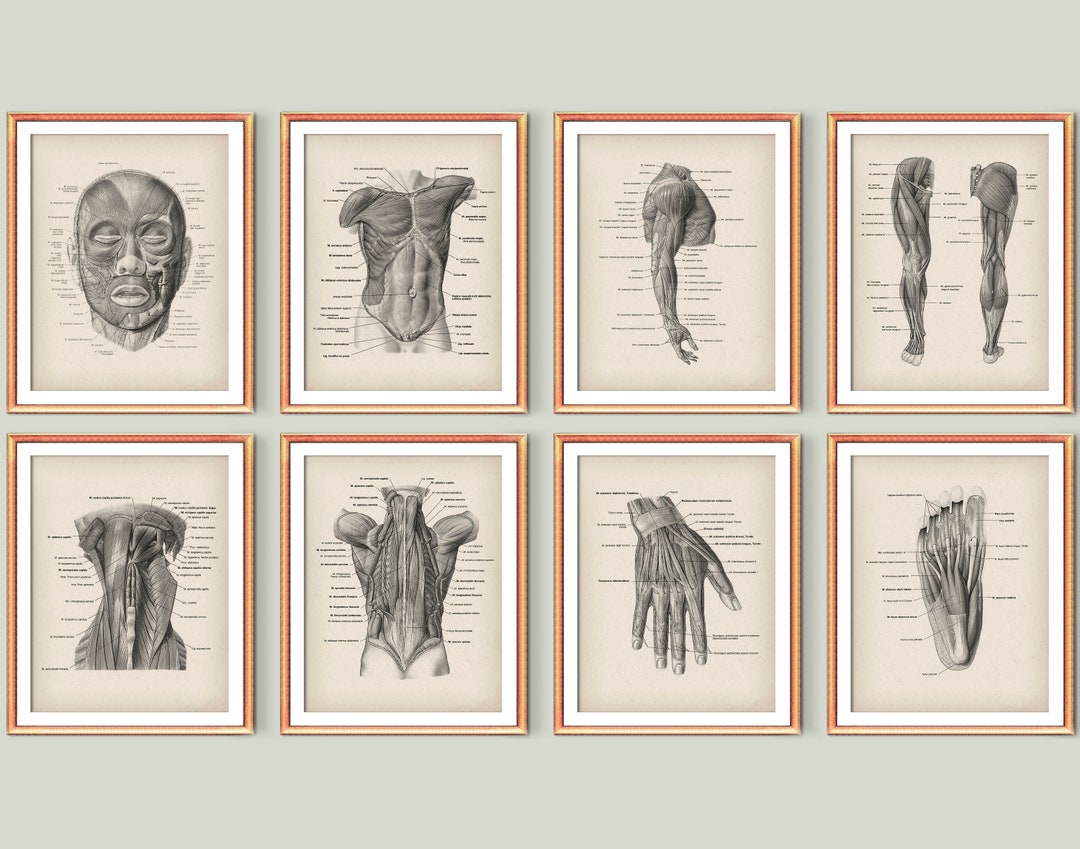 8 Human Muscular System Diagram Posters Medical Art Medicine Education ...