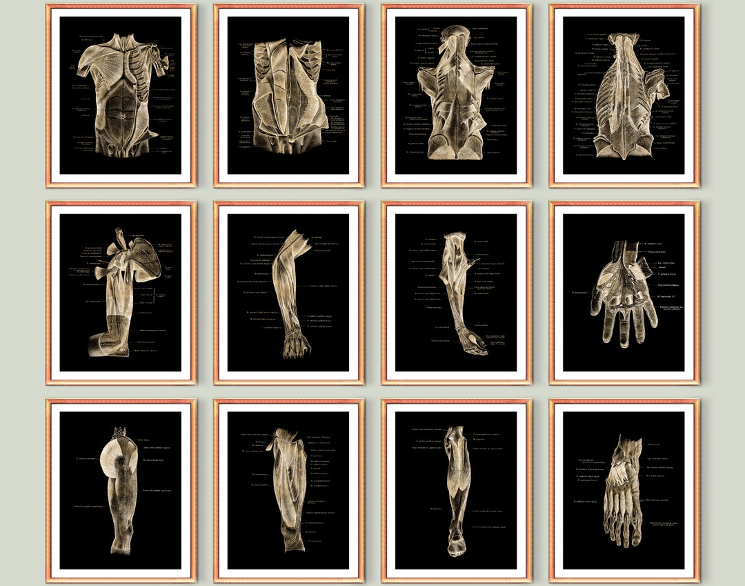 12 Muscle Anatomy Posters Muscular System Print Medical Art - Etsy