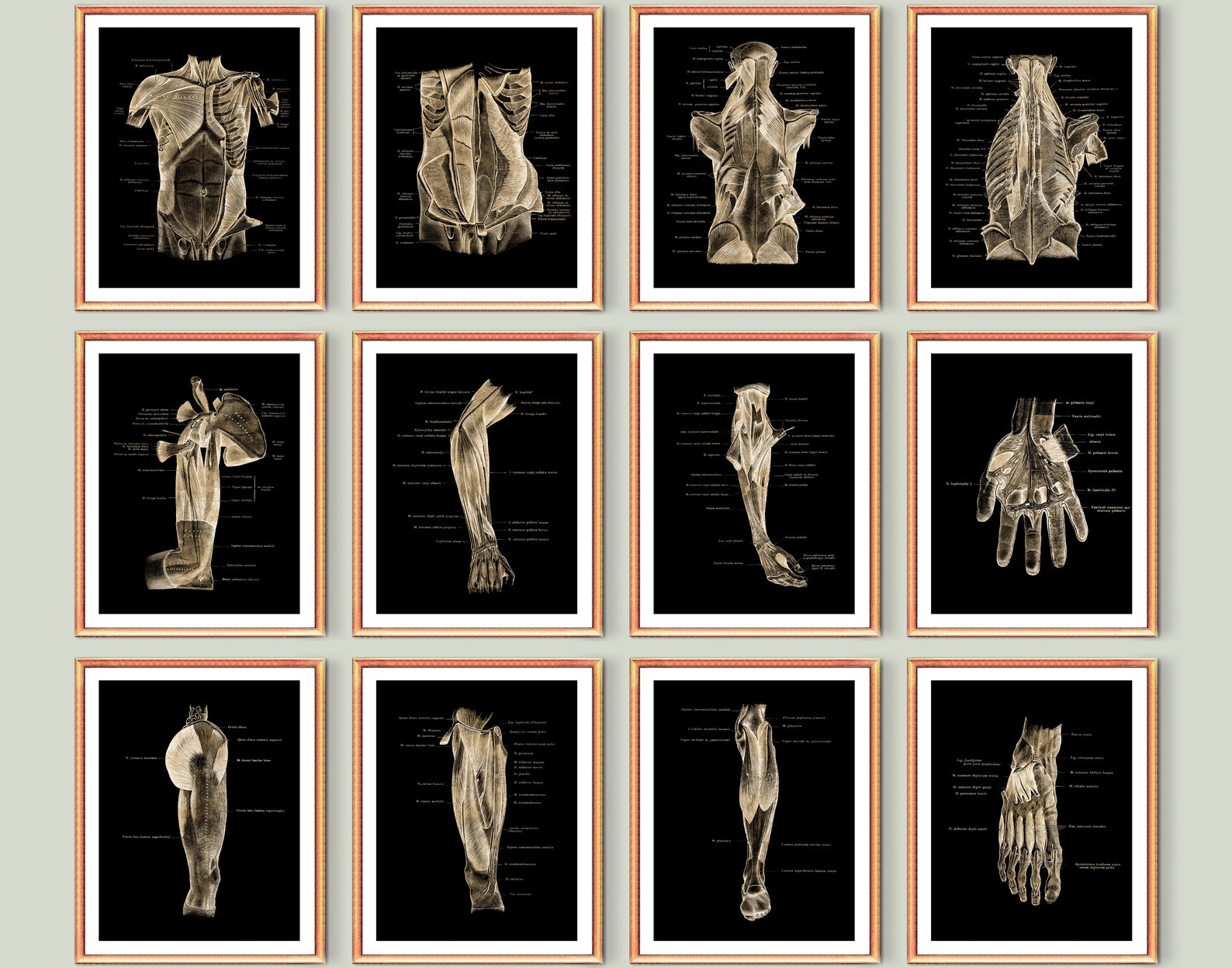 12 Muscle Anatomy Posters Muscular System Print Medical Art Massage ...